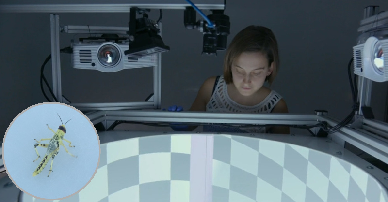 loopbio - case study - Locust Virtual Reality